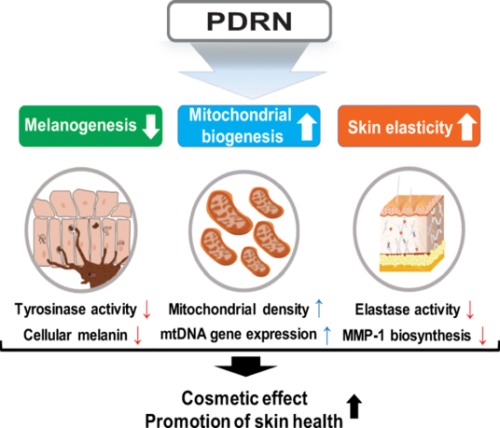 PDRNとは？ - DERMA SEALLURE